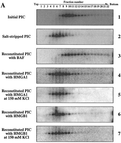 Momlv Pic Is Compacted By Baf A Sedimentation Properties Of Initial