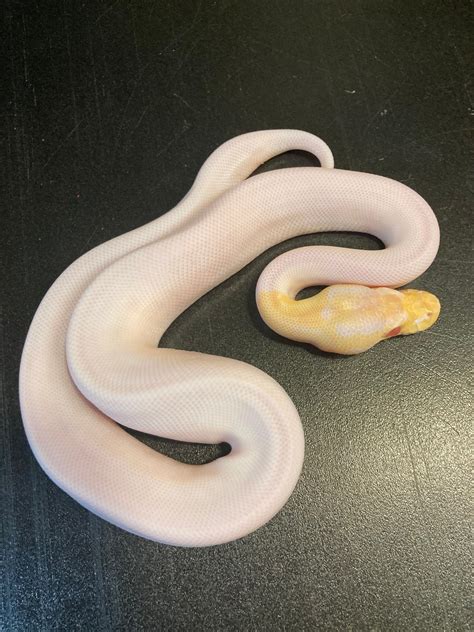 2022 Albino Piebald 90 White Male Ball Python By Ballroom Pythons South Morphmarket