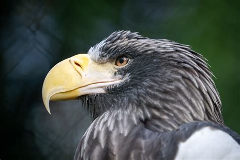 Nikon Z 600mm F4 Tc Vr S Review Cameralabs