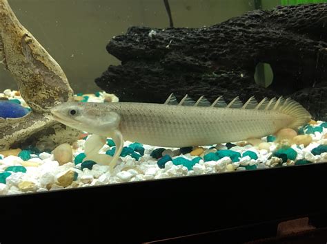 Dina The Dinosaur Eel Senegal Bichir Showing Off Her Serrated
