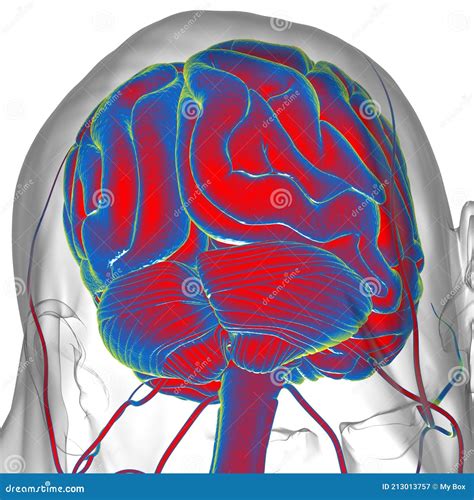 Human Brain Anatomy For Medical Concept 3d Stock Illustration Illustration Of Cell Datum