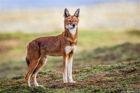 Ethiopian Wolf Project Will Burrard Lucas