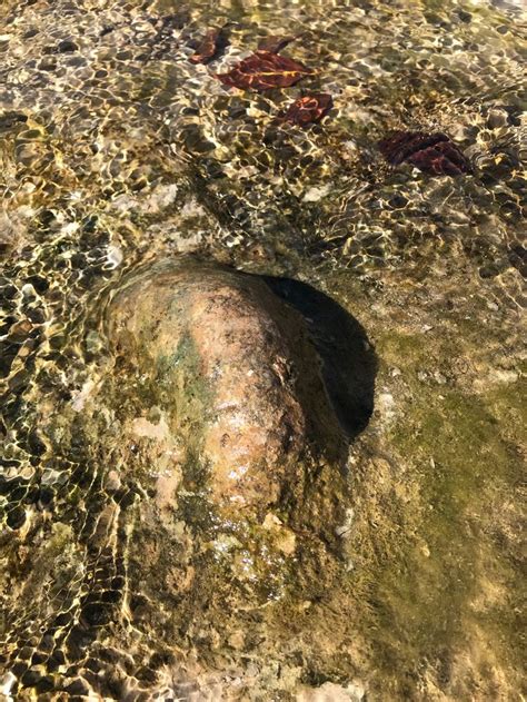 Pin By Highland Designs Art On Fossil Exploring And Hunting Hiking Boots Fossil Fossils