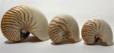 Three Nautilus Shells 13 15 And 20 Cm Lengths Natural History