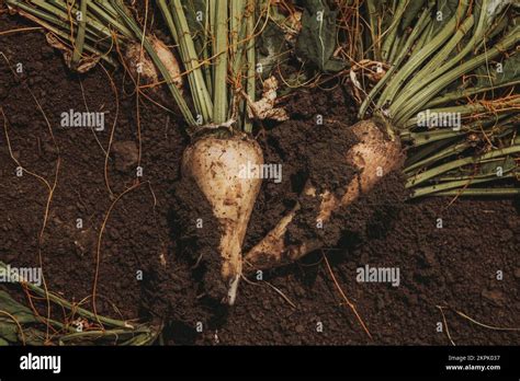 Harvested Sugar Beet Root Crop On Plantation Field Ground Top Down