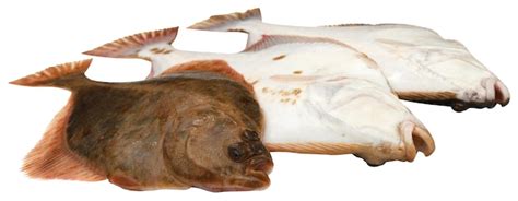 Premium Photo Flatfish From Sea Freshly Caught