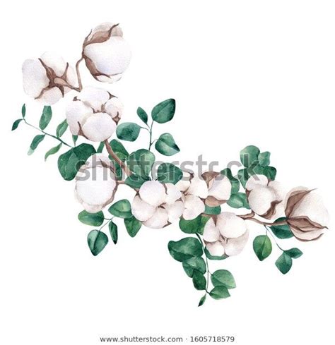 Watercolor Bouquet Hand Draw Cotton Branches стоковые изображения в Hd и миллионы других