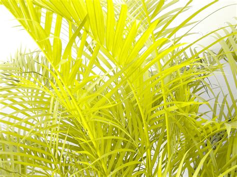 Palm 1 Free Photo Download FreeImages