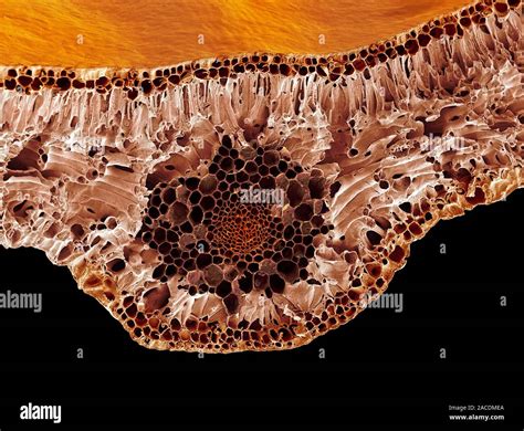 Leaf Midrib Coloured Scanning Electron Micrograph Sem Of A Section Through The Midrib Of A