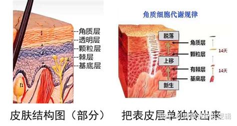 什么是角质层？角质层薄该如何护理？ 知乎