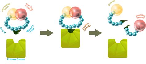 Figure 1 From Rapid Colorimetric Quantita2tive Portable Platform For Detection Of Brucella