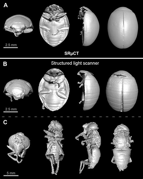 Ladybug Under Microscope