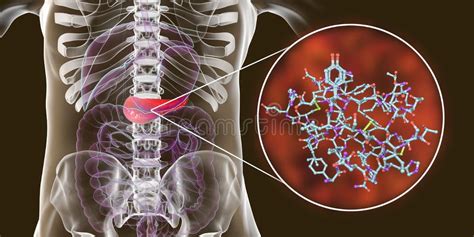 Hormone Stock Illustrations 22545 Hormone Stock Illustrations