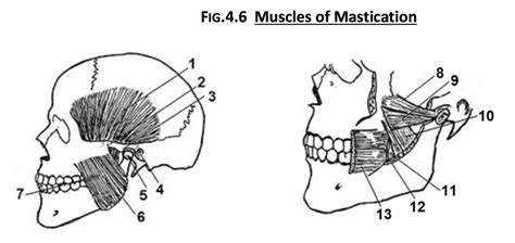 Muscles Of Mastication Diagram Quizlet