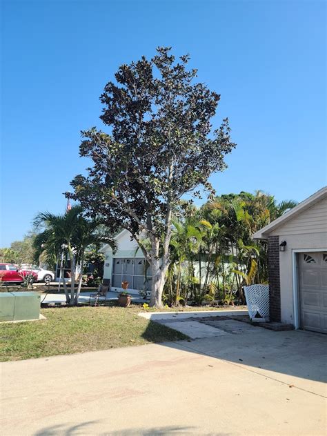 Tree Service Melbourne FL Tree Trimming Removal