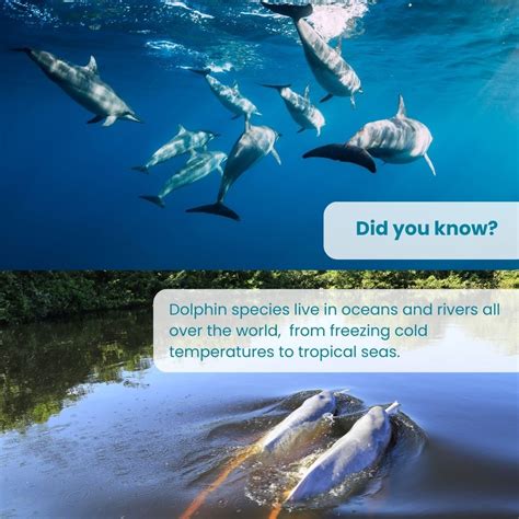 Action For Dolphins On Linkedin Dolphinhabitat Marinelife