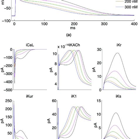 Atrial Action Potential And The Main Ionic Currents At Different Pb 2