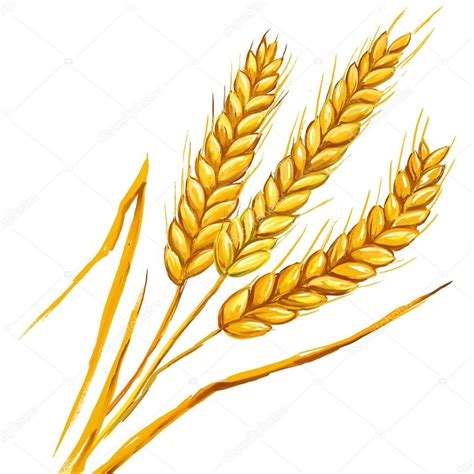 Колосок рисунок 68 фото