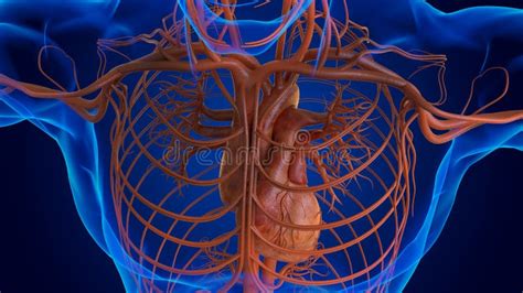 Human Heart Damaged Internal Organ For Medical Concept 3d Stock