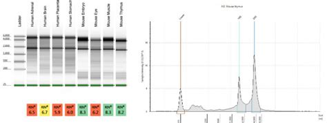 Rna Analysis Screentape By Agilent Technologies Inc