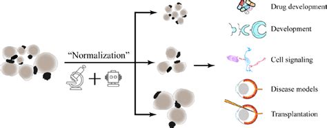 Normalizing Heterogeneous Retinal Organoids By Artificial Intelligence
