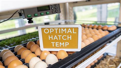 Incubator Temperature For Hatching Eggs Essential Tips Puregrubs