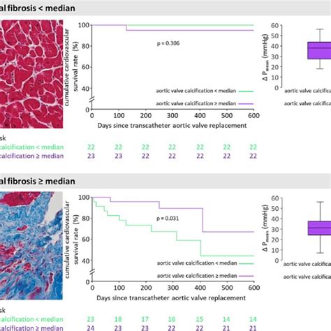 Cardiovascular Mortality Depending On Aortic Valve Calcification In Download Scientific Diagram