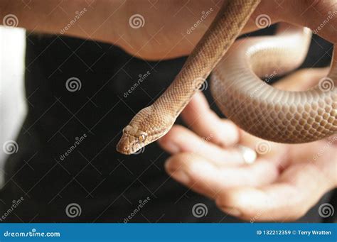 1 490 Python Face Stock Photos Free Royalty Free Stock Photos From Dreamstime