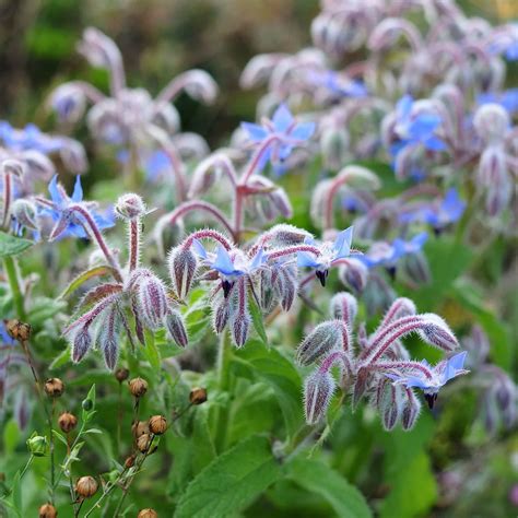 How To Grow Borage A Delightful Herb For Your Garden