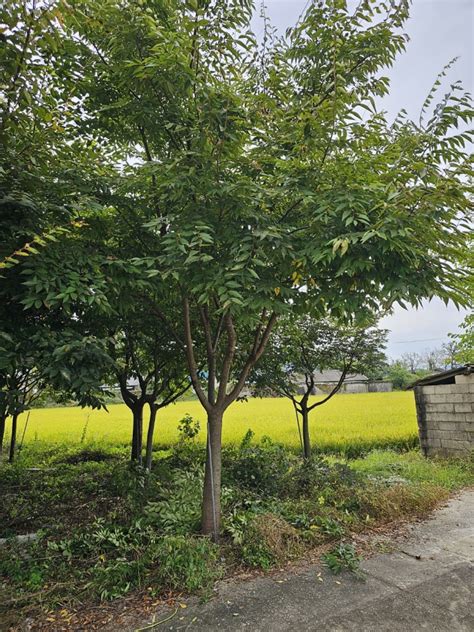 녹색을 창조하는 한국조경수협회