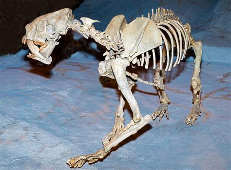 Saber Tooth Tiger Fossil Photograph By Millard H Sharp