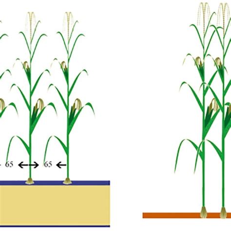 Pdf Effects Of Row Direction And Row Spacing On Maize Leaf Senescence