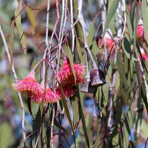 Eucalyptus Silver Princess Garden Express