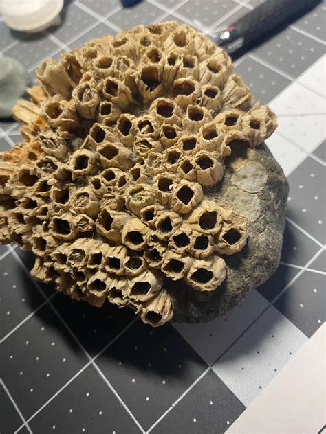 Are These Dead Barnacles Or Fossilized Barnacles Rfossilid