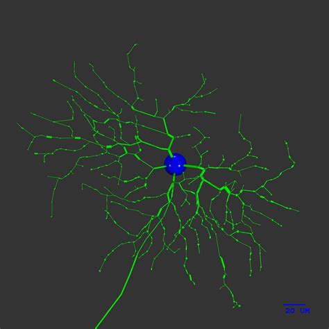 GitHub LilyButler NeuronBang Neural Circuits Neuronal Conductivity And Technologies