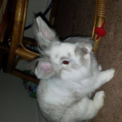 Rabbit Basics Youtube