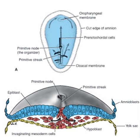 Cp1 Embryology Of The Resp System Flashcards Quizlet