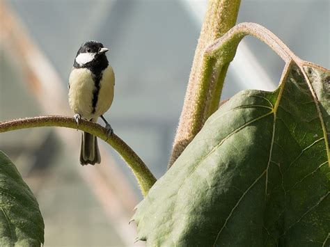 Great Tit Nature Bird Free Photo On Pixabay Pixabay