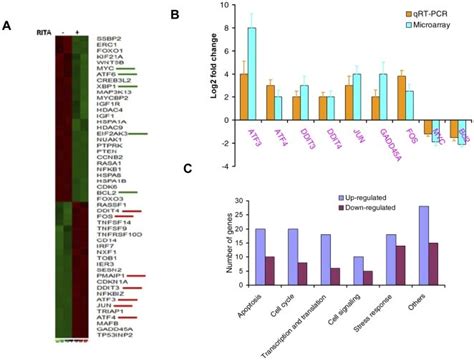 Gene Expression Analysis By Microarray In Mm 1s Cells After 6 Hrs