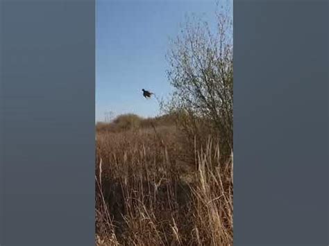 Манок на фазана . Заклинание призыва . #охота #hunting #охотамоёхобби # ...