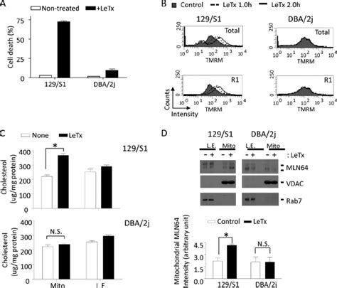 Mitochondrial Hyperpolarization Cholesterol And Mln64 Accumulation
