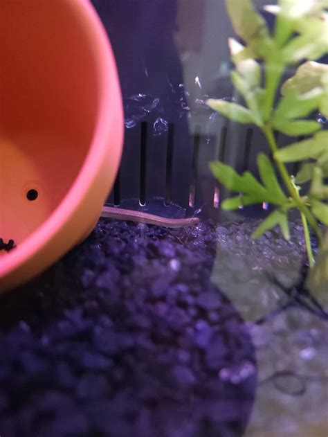 [fs] Seattle Wa 0 Black Kuhli Loach And Red Eye Tetra For