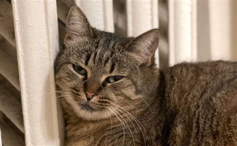 У Києві з 28 березня вимкнуть опалення Вечірній Київ