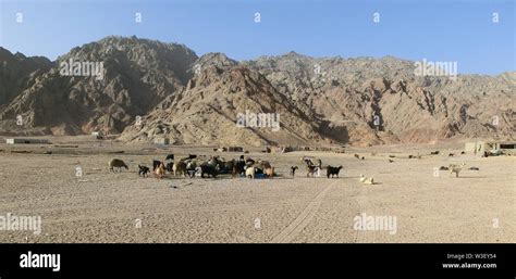 A Herd Of Sheep And Goats In The Desert Of The Sinai Peninsula Animals