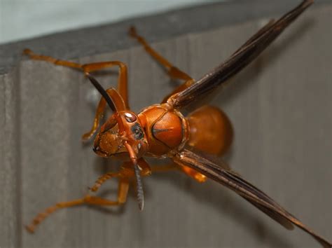 Red Wasp Identification Guide For Nw Louisiana Residents