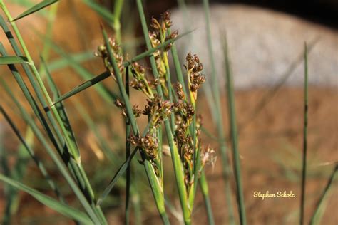 Especies Vegetales En Canarias Juncus Acutus Subsp Acutus