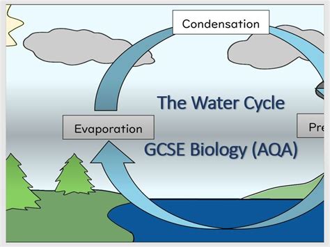The Water Cycle Supplementary Slides And Worksheet Gcse Biology Aqa Teaching Resources
