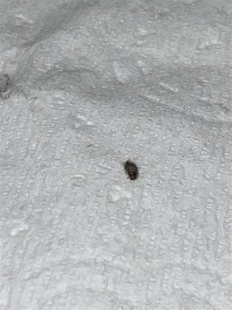 What Is This Bug Brown Fuzzy And Found Near My Toilet R Whatsthisbug