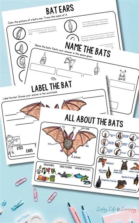 Bat Worksheet