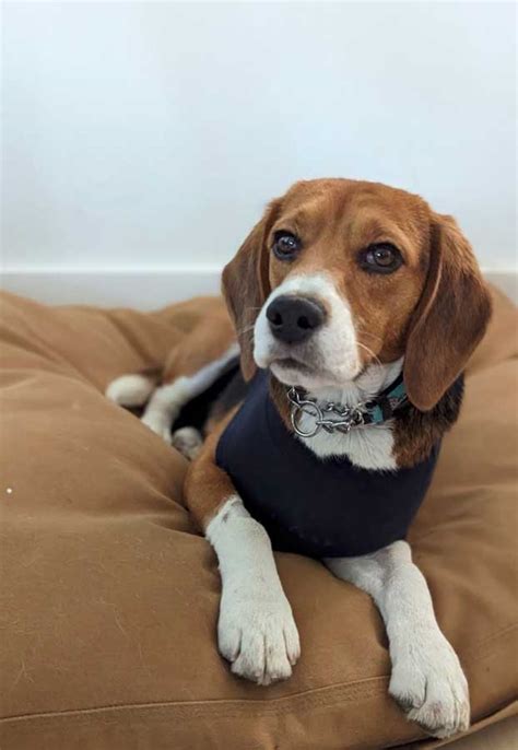 Leo The Beagle Alliance